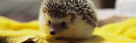 Ingressのuriパスルーティングをdocker Composeで簡単に再現する Nmomos