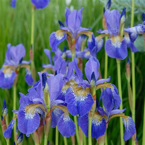 Siberian Iris