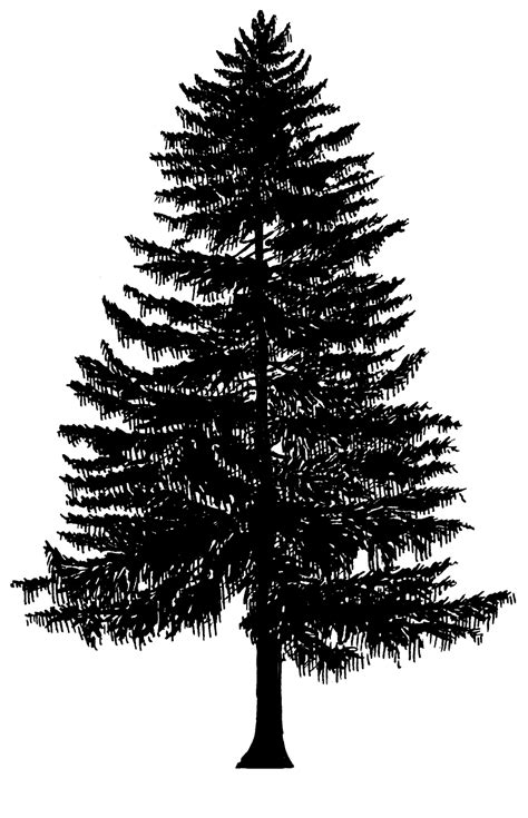 Evergreen Tree Clipart 19 Free Cliparts Download Images On Clipground