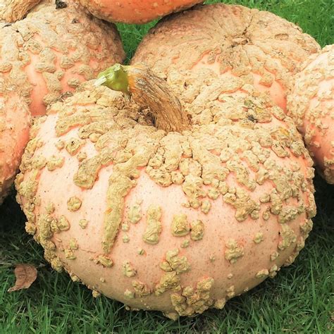 Tomorrowseeds Peanut Pumpkin Galeux Deysines Seeds 30 Count