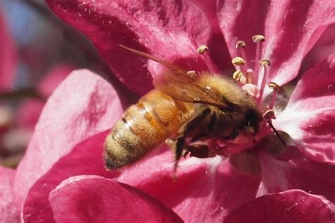 Bees Fun Facts Bee Bee On Flower Honey Bee