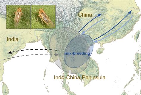 Insect Migratory Connectivity — Ecosystems In The Sky