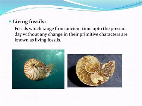 Types Of Fossils And Uses PPTX