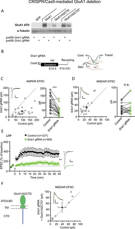 Figures And Data In Long Term Potentiation Is Independent Of The C Tail
