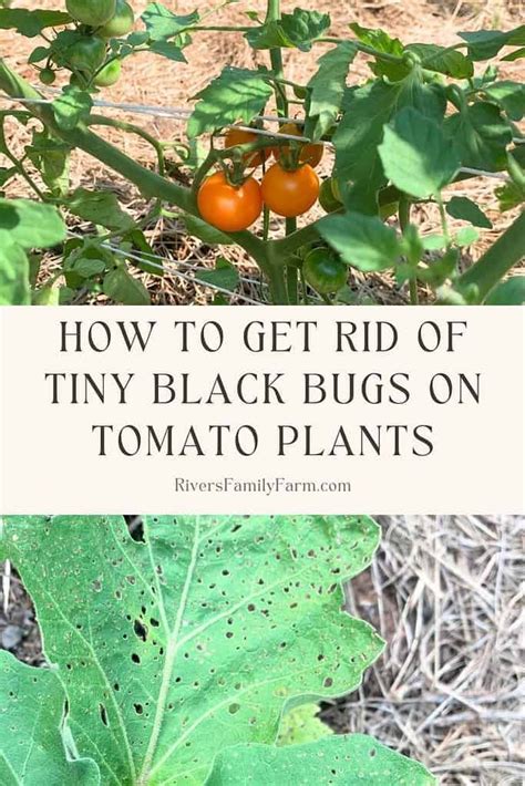How To Get Rid Of Tiny Black Bugs On Outdoor Plants At Marsha Shain Blog