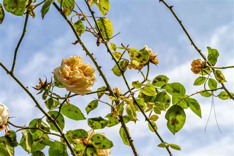 Rust Fungus Identification And Control On Plants
