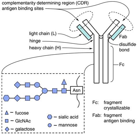 Overview Of N Linked Glycosylation In Igg Antibodies