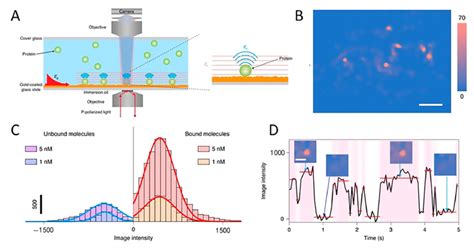 A The Optical Setup Of Psm The Spw í µí°¸µí°¸ Is Excited By Light