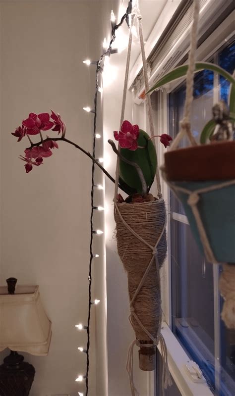 Testing Out A New Hanger Rorchids