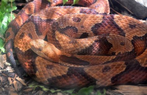 Northern Copperhead Pit Viper Snake Coiled Up Stock Image Image Of