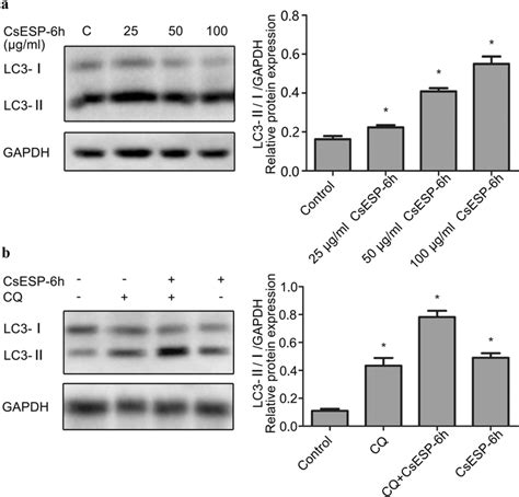 A The Expression Of LC3 Was Detected After LX 2 Cells Exposure To Download Scientific Diagram
