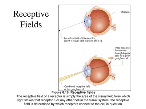 Ppt Visual Fields Powerpoint Presentation Free Download Id911043