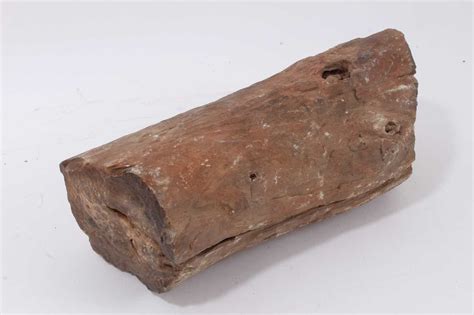 Lot 673 Fossilised Tree Trunk Section
