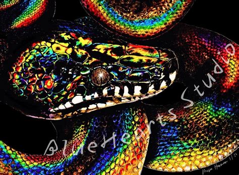 White Lipped Python Etsy