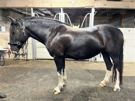 Bcs At A Glance Poster The Horse Portal