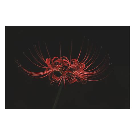 Cursed Spike On Tumblr