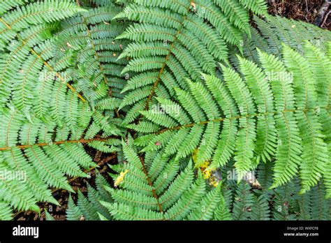 New Ferns In Garden Hi Res Stock Photography And Images Alamy