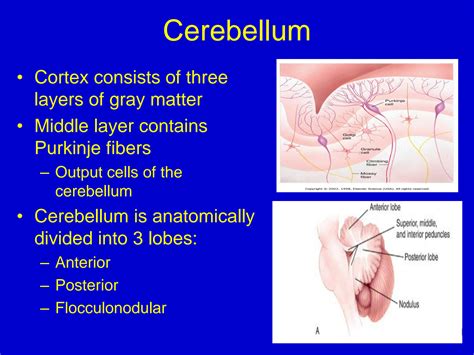 Solution Cerebellum And Basal Ganglia Studypool