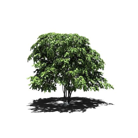 Premium Psd Standalone Tree