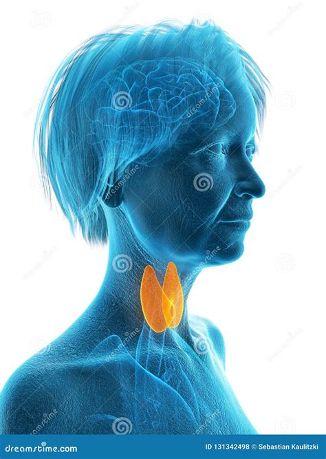 An Elder Females Thyroid Gland Stock Illustration Illustration Of Hypothyroidism Graphic