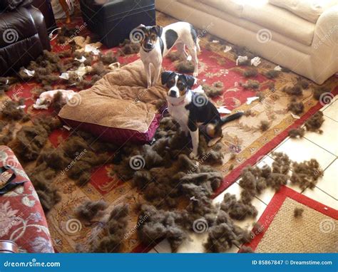 Dog Destruction Stock Image Image Of Destruction Terrier 85867847