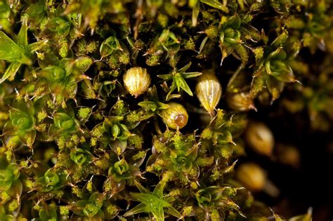 Moss Orthotrichum Pumilum Ohio Moss And Lichen Association