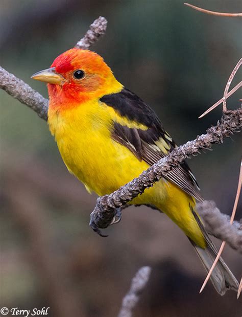 Western Tanager South Dakota Birds And Birding
