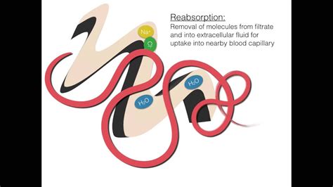 The Process Of Osmoregulation Youtube