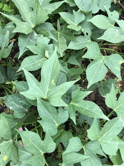 Hoja De Planta De Batata