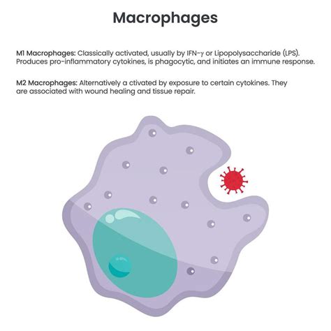 Macrophage Drawing