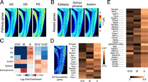laminar organization of disease related molecular pathways a b