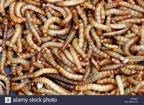 Eat Yellow Mealworms At Sylvia Massey Blog