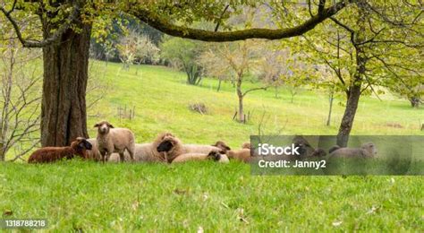 어린 양은 누워있는 양 떼 사이에 서서 카메라를 바라봅니다 누워있기에 대한 스톡 사진 및 기타 이미지 누워있기 양 0명