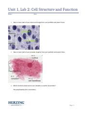 Unit Lab Cell Structure And Function Lab Write Up Docx Unit