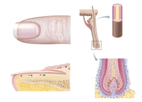 Cutaneous Membrane Accessories Image Aandp Honors Diagram Quizlet
