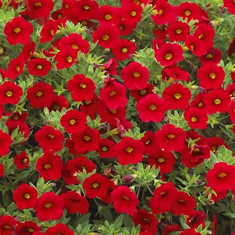 Calibrachoa Red Trailing Plant 1 X 9cm Pot Million Bells Garden Ready