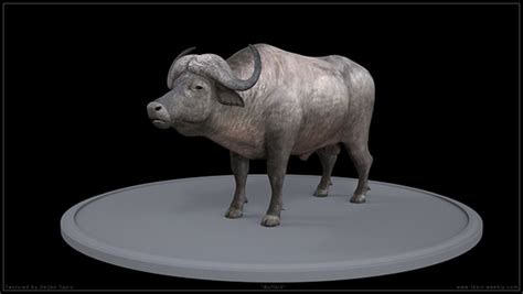 buffalo texturing 3d model on behance