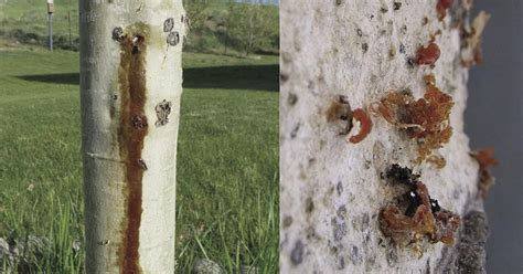 Cytospora Canker Disease On Aspen Trees News