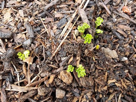 How To Grow Ranunculus Flowers In Your Garden