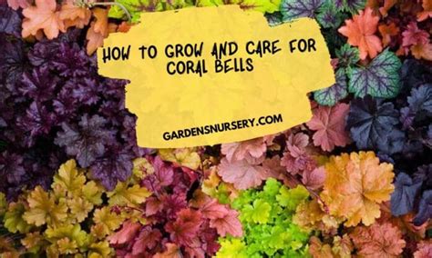 How To Grow And Care For Coral Bells Gardens Nursery