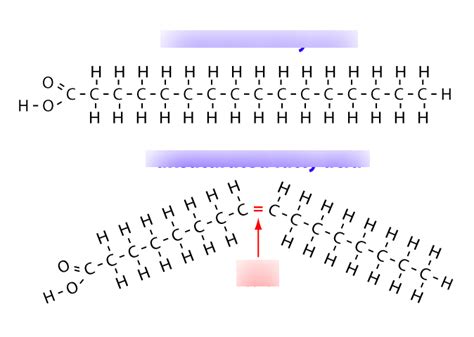 Fatty Acid Diagram