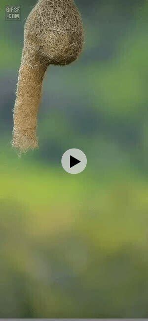 특이하게 생긴 새집 유머 움짤 이슈 에펨코리아