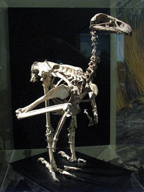 Haasts Eagle The Largest Eagle That Existed