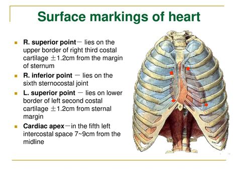 Angiology 脉管学 山东大学医学院 解剖教研室 李振华 Ppt Download