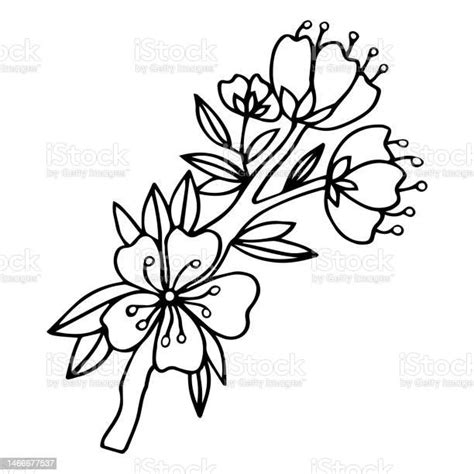 사쿠라 꽃 낙서 아이콘입니다 흰색으로 격리 된 백 라인 한 줄 윤곽 꽃 그림 벡터 그림 0명에 대한 스톡 벡터 아트 및 기타