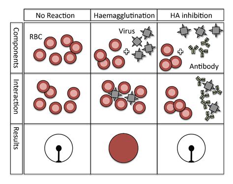 An Optimized Hemagglutination Inhibition Hi Assay To Quantify Influenza Specific Antibody
