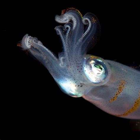 Squid Chromatophores