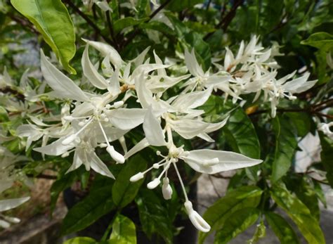 Greenfingers Bunga Cantik Lagi