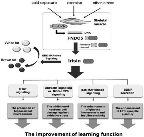 Physiological Activation And Signaling Pathways Of Irisin The Role Of Download Scientific