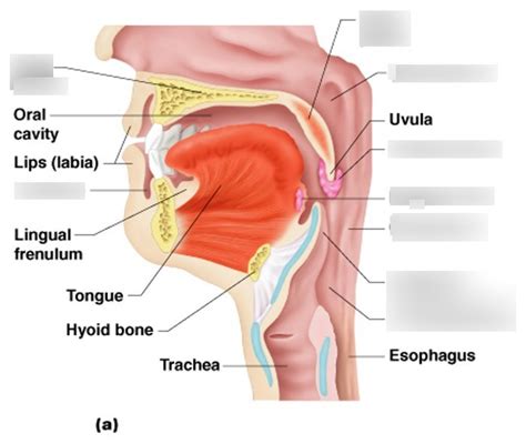 Digestive System Basics Diagram Quizlet
